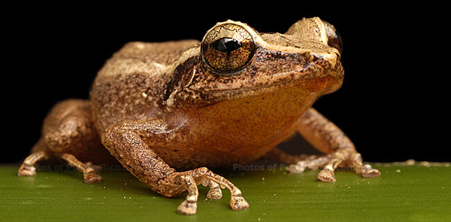 El Coquí: la pequeña rana de Puerto Rico | PuertoRico Travel Guide